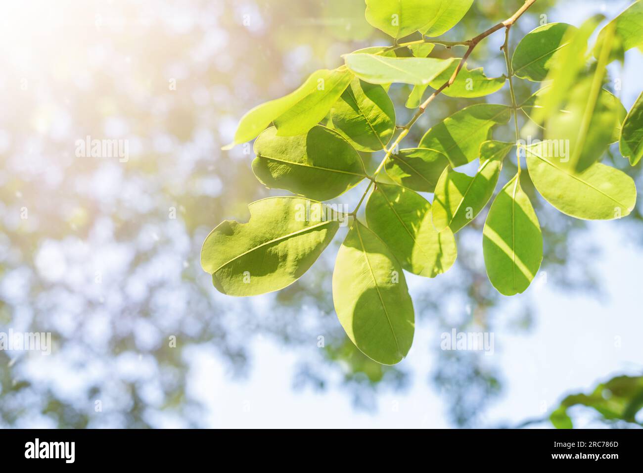 Tree branch with leaves. nature background Stock Photo - Alamy