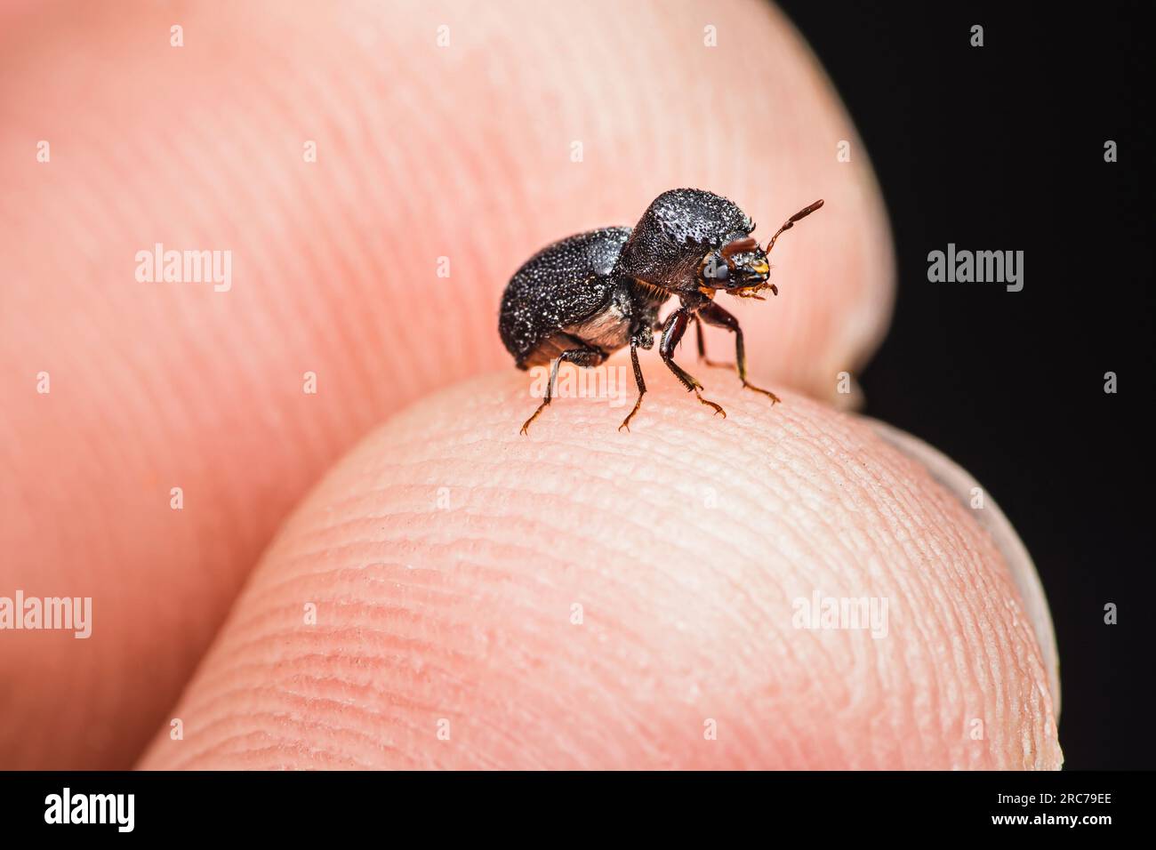 A little black beetles (Sinoxylon unidentatum, Coleoptera, Bostrichidae ...