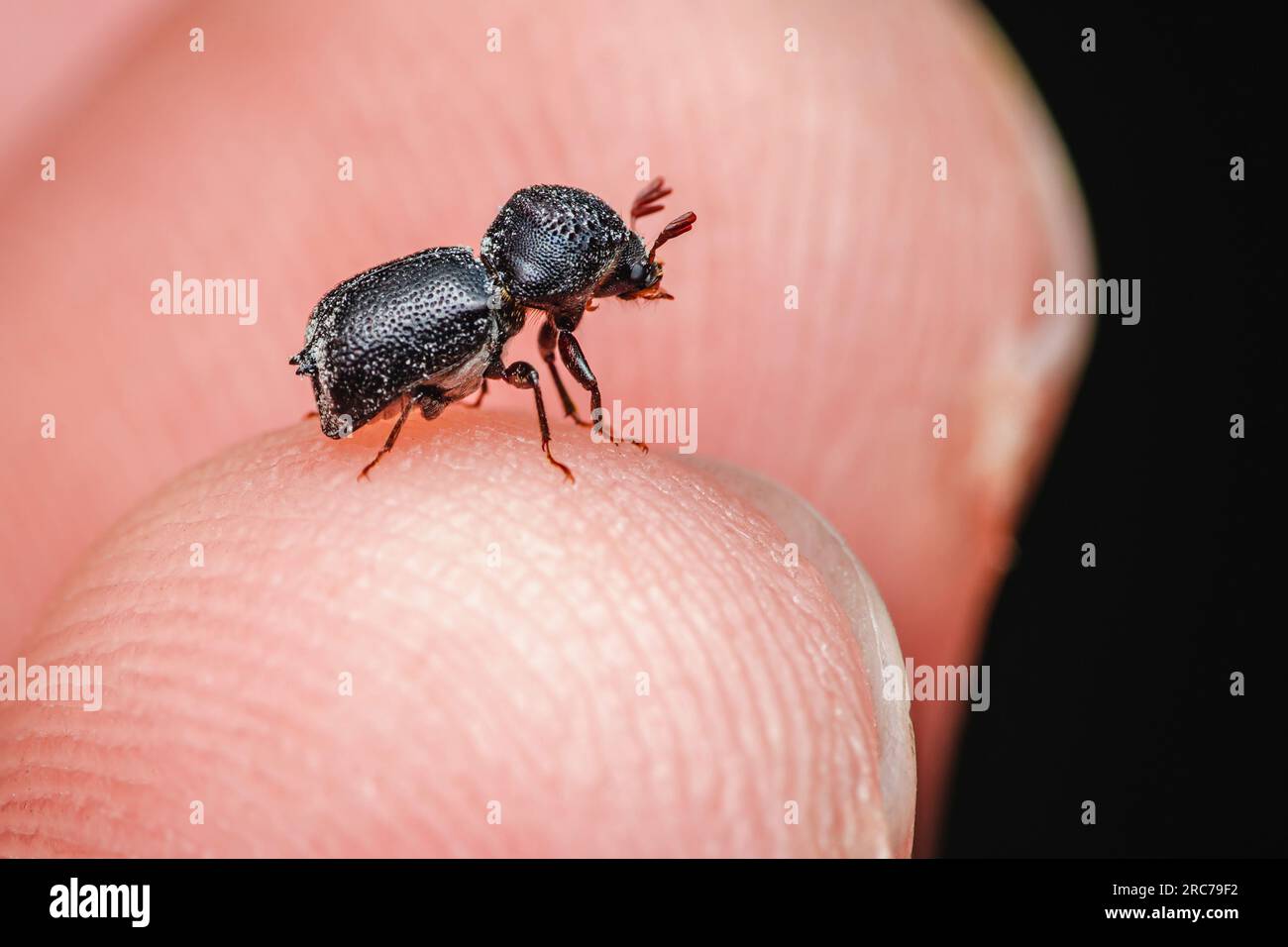 A little black beetles (Sinoxylon unidentatum, Coleoptera, Bostrichidae ...