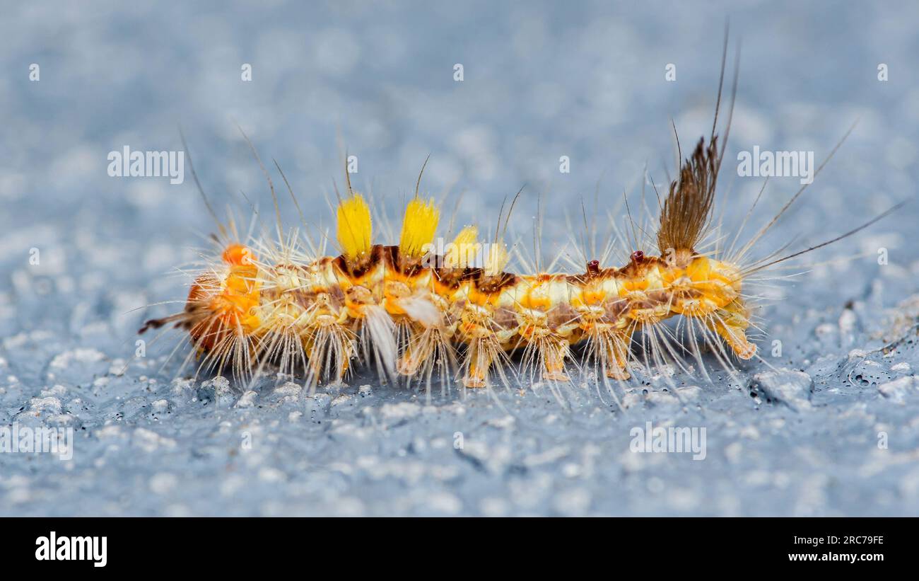 Close up a colourful hairy poisonous caterpillar on floor, Cement floor ...
