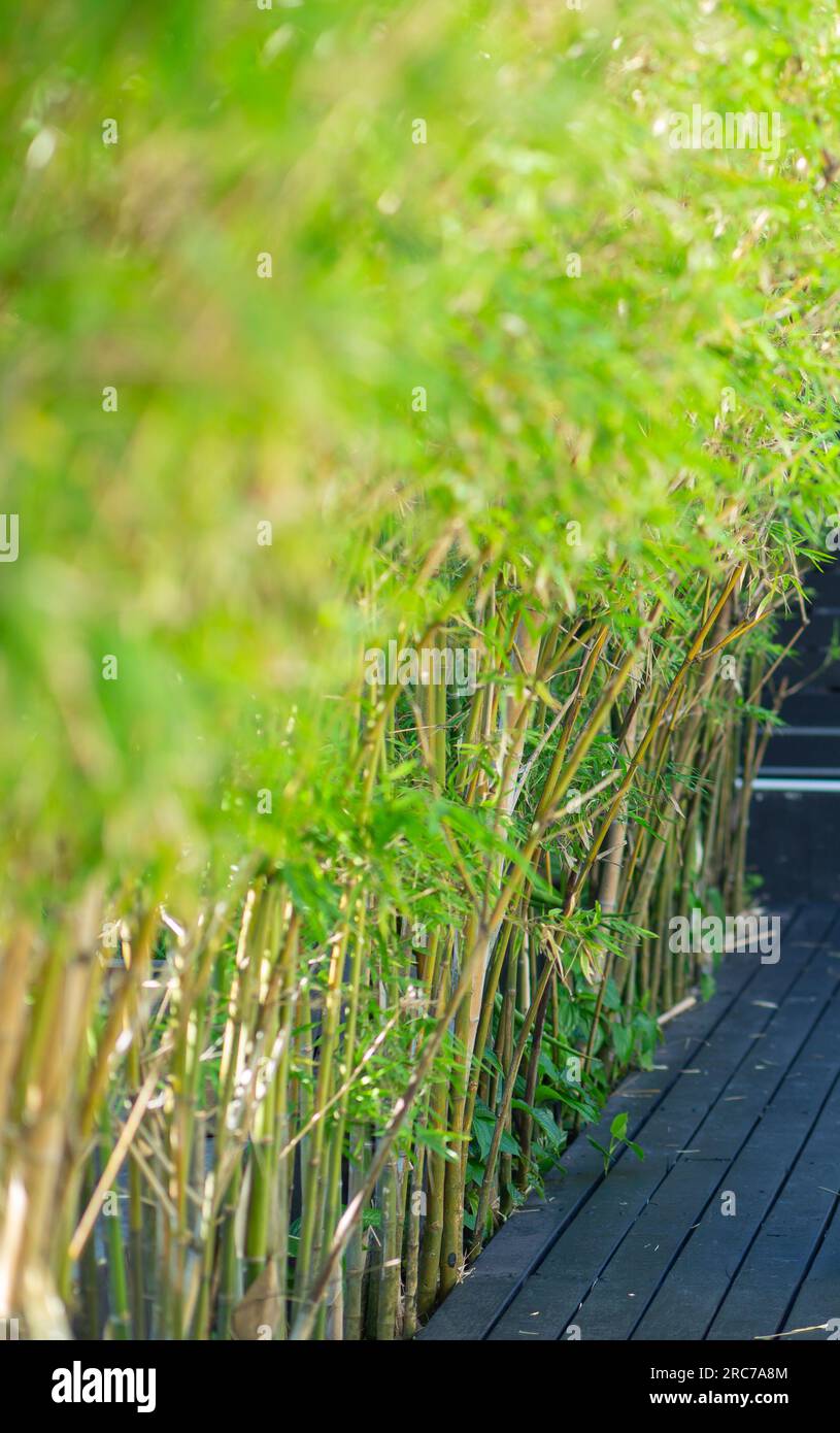 Bamboo forest and green meadow with natural light in blurred form ...