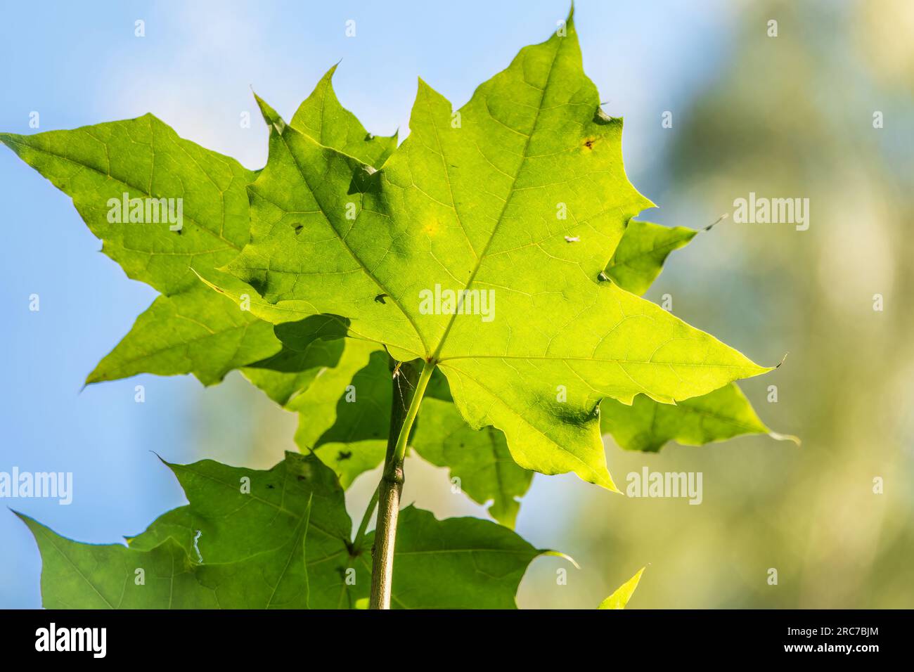 Summer branches of maple tree with fresh green leaves. Summer ...