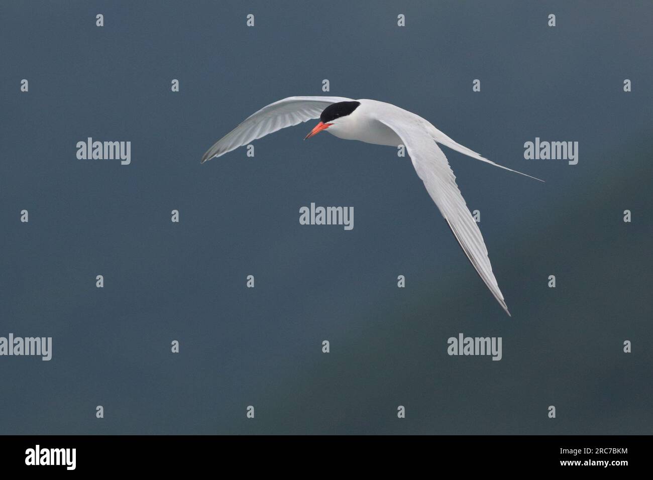 Roseate Tern (Sterna dougallii), single bird in flight, Sai Kung, Hong Kong, China 29 June 2023 ...