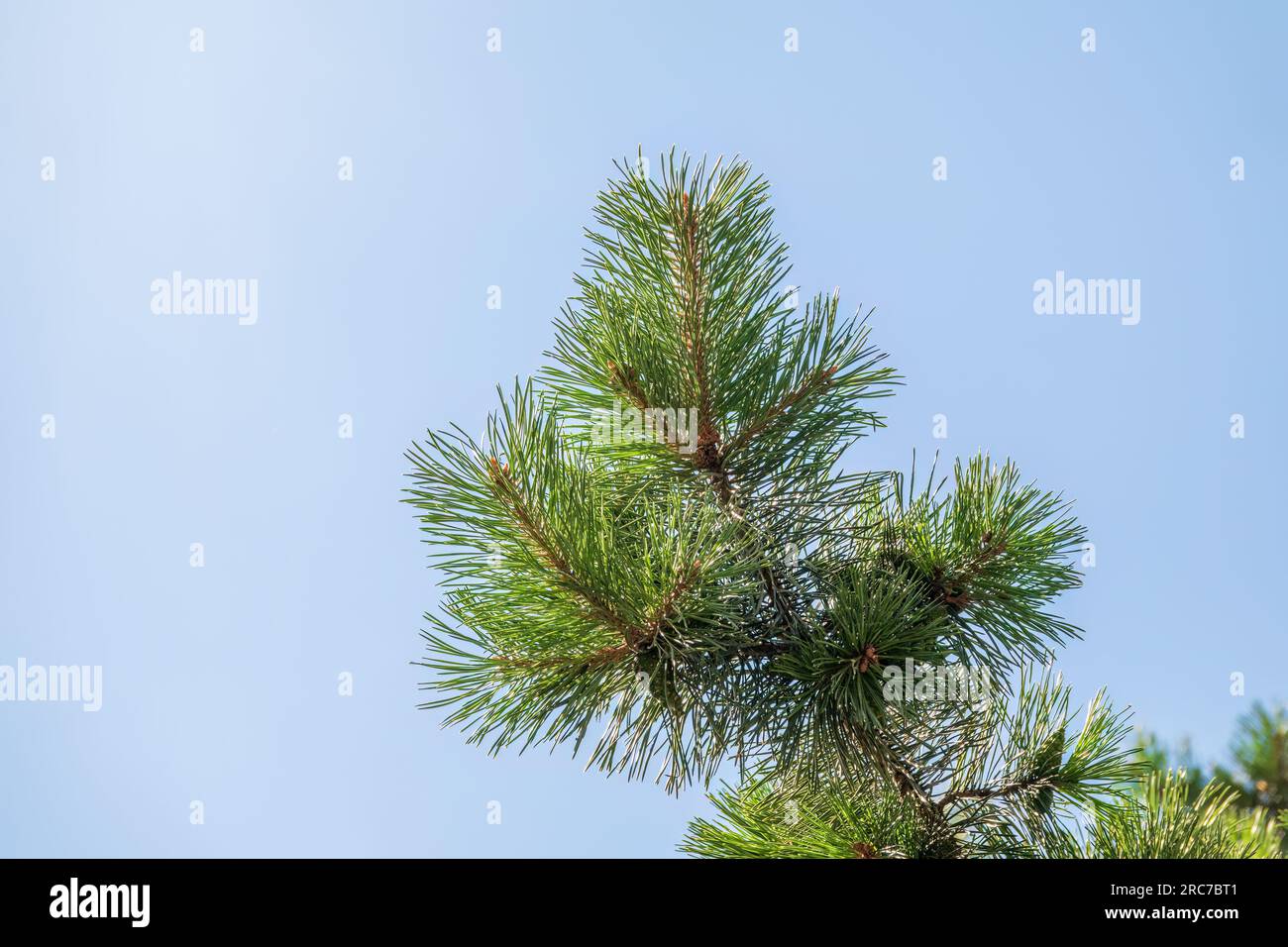 Green pine tree with long needles on a background of blue sky. Crown of ...
