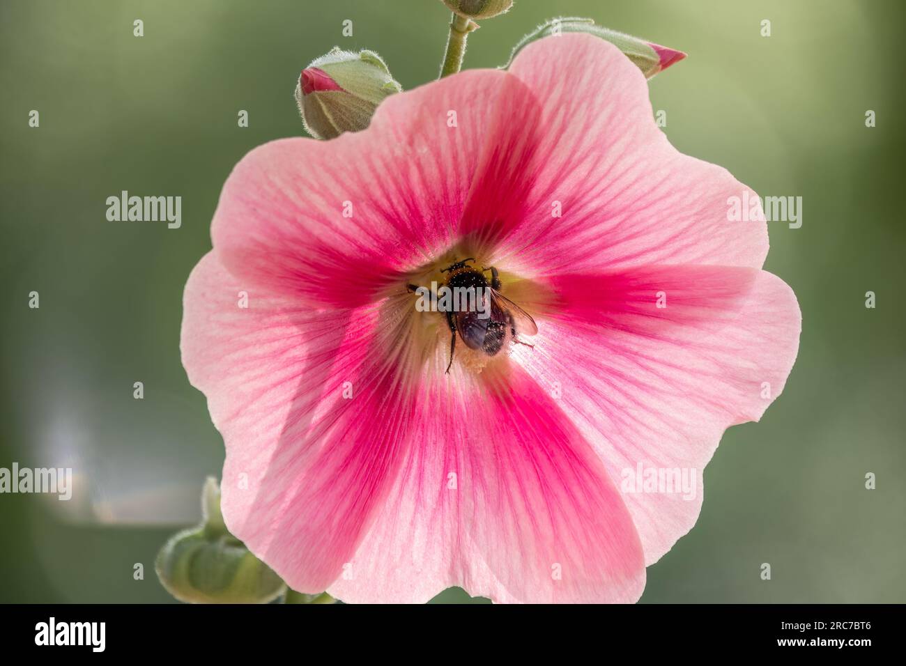 Pink flowers of Hibiscus moscheutos plant close-up. Hibiscus moscheutos ...
