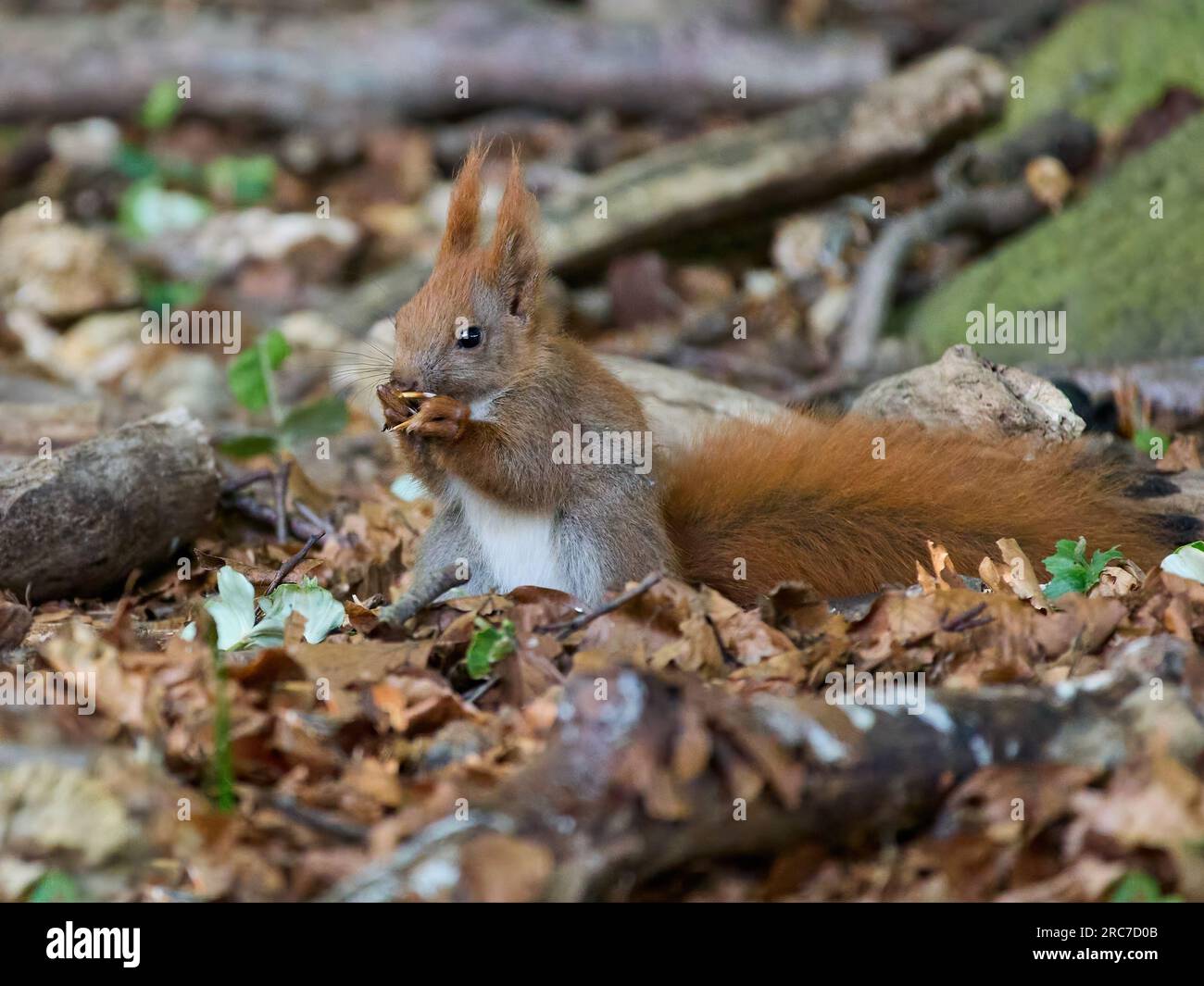 Eurasian red squirrel (Sciurus vulgaris) in its natural environment ...