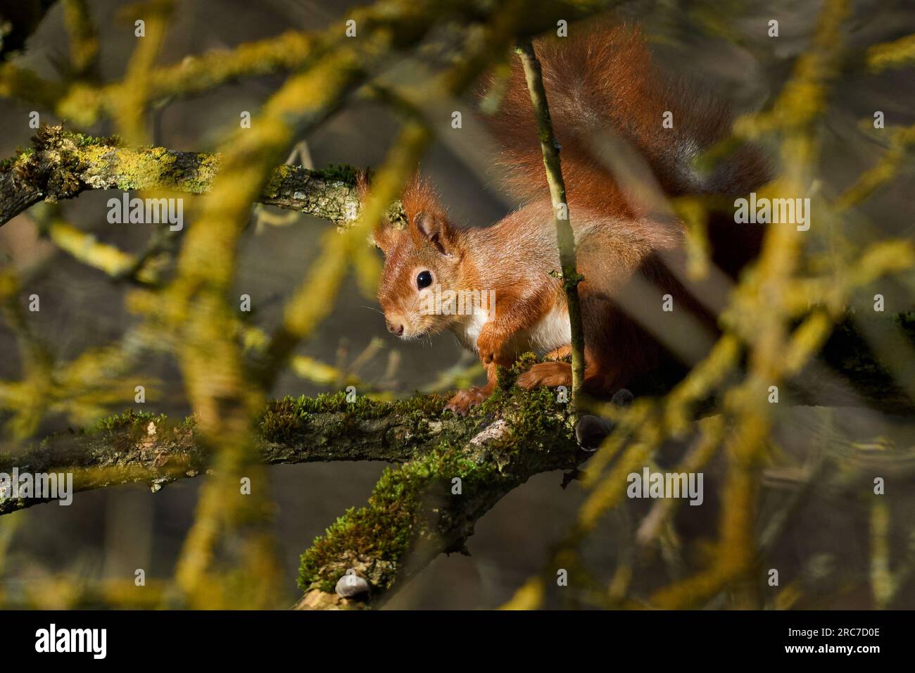 Eurasian red squirrel (Sciurus vulgaris) in its natural habitat Stock ...