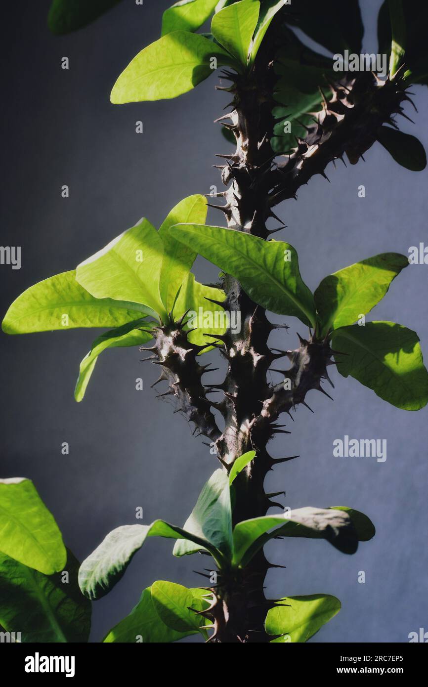 Euphorbia in pot hi-res stock photography and images - Alamy