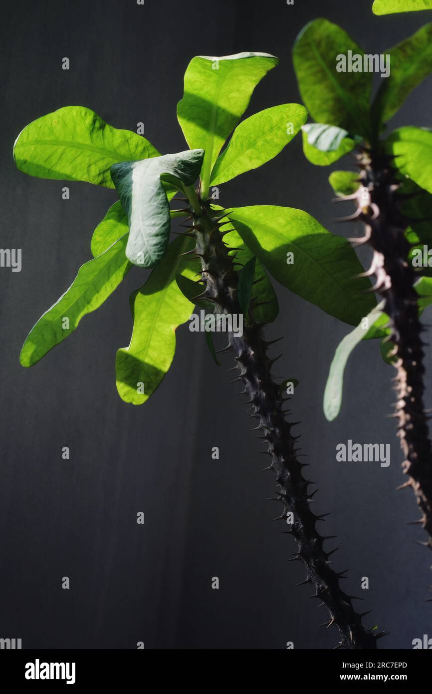 Euphorbia in pot hi-res stock photography and images - Alamy