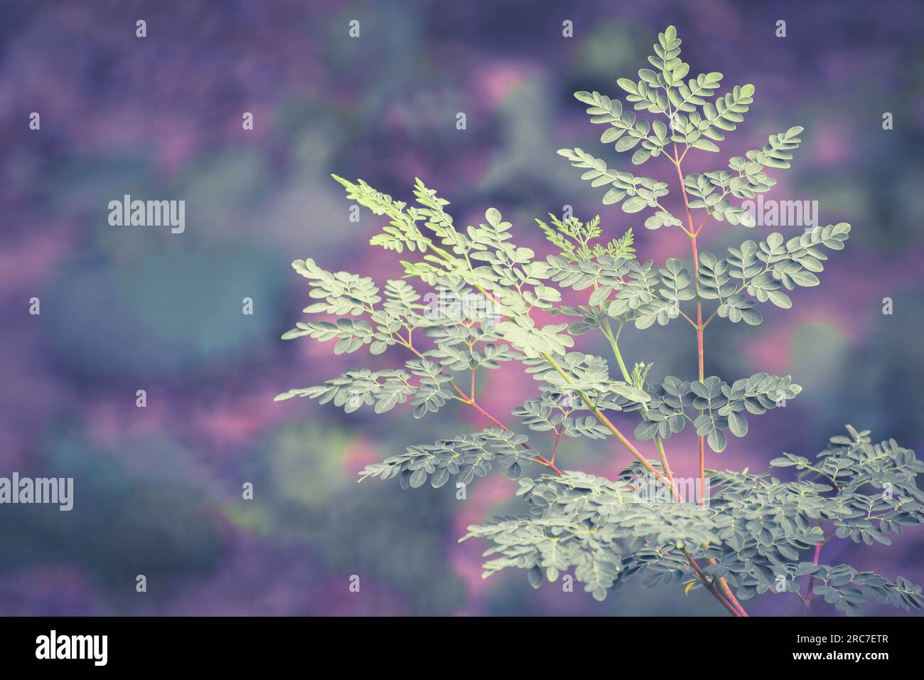 Malunggay leaves hi-res stock photography and images - Alamy
