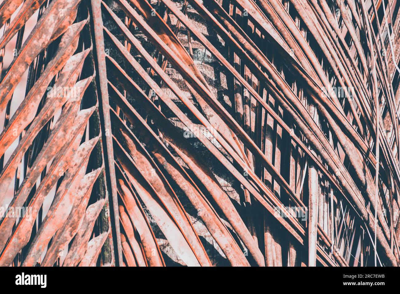 Coconut tree leaves Stock Photo - Alamy