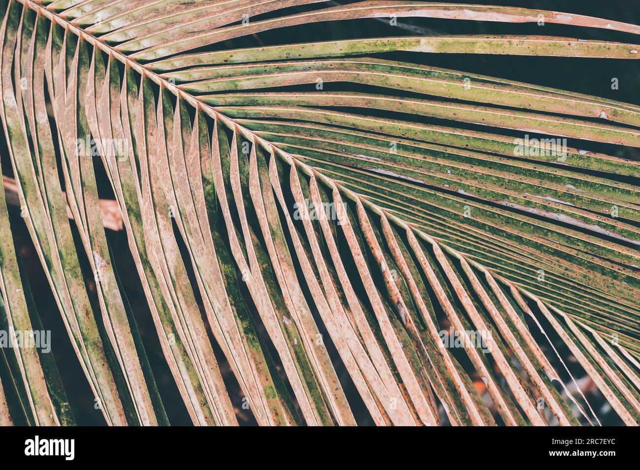 Coconut tree leaves Stock Photo - Alamy