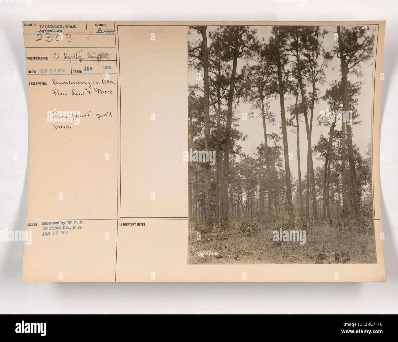 Wartime deforestation hi-res stock photography and images - Alamy