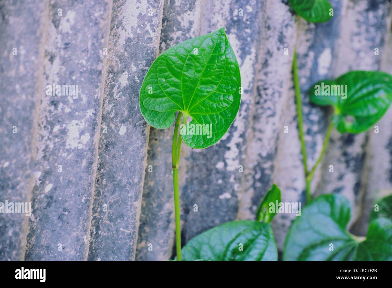 Plant interior design hi-res stock photography and images - Alamy