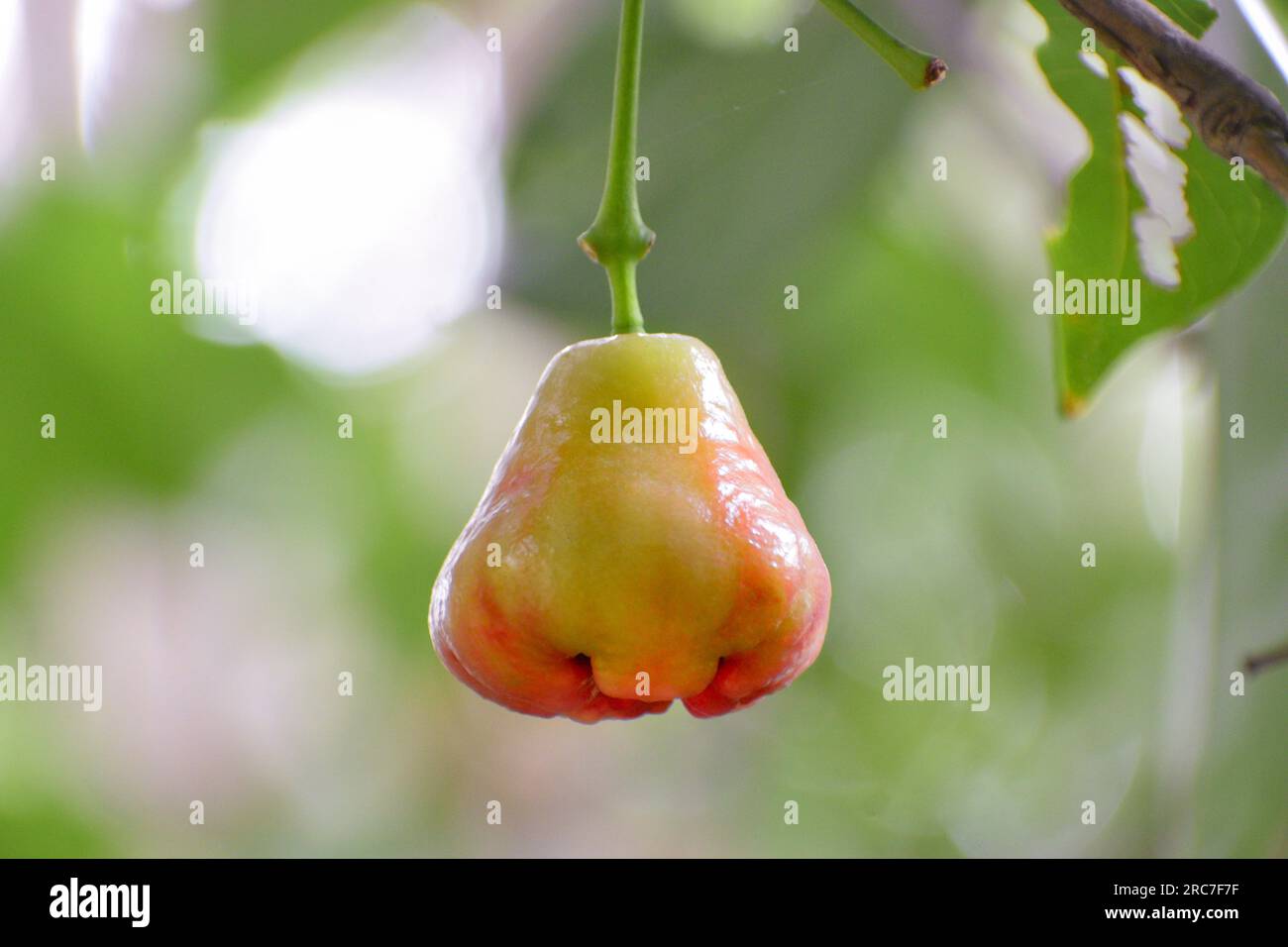 Culture de java hi-res stock photography and images - Alamy