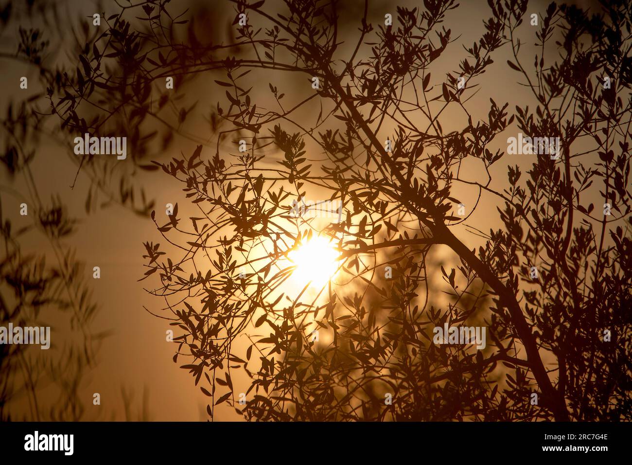 sunset among the olive trees Stock Photo - Alamy