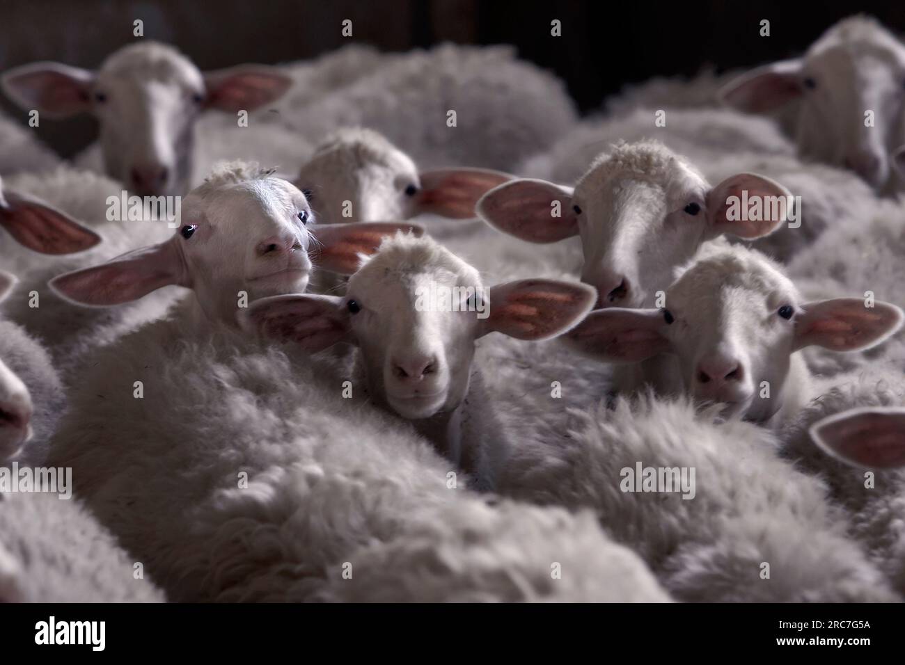Sheep in a stable hi-res stock photography and images - Alamy