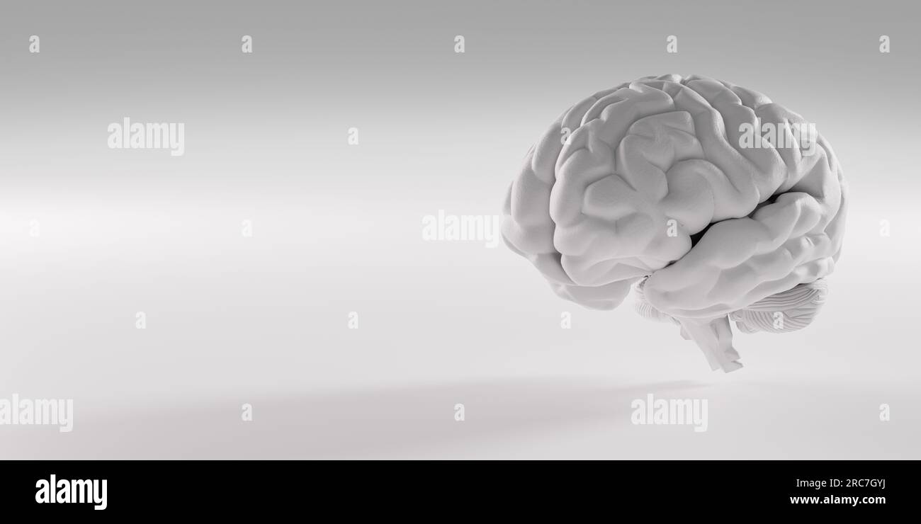 Human brain, brain model on gray background. intelligence human brain ...