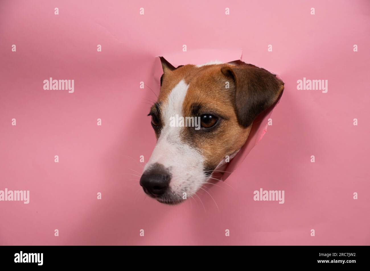 Funny dog jack russell terrier tore pink paper background Stock Photo ...