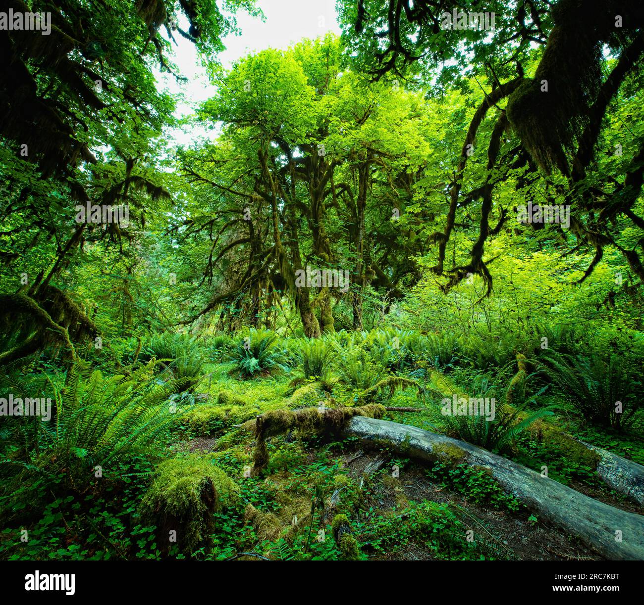 Stunning hall of mosses in the Hoh rainforest Stock Photo - Alamy Stunning hall of mosses in the Hoh rainforest Stock Photo - Alamy