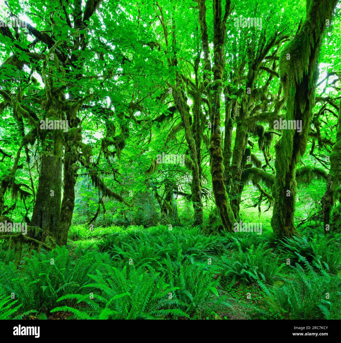 Stunning hall of mosses in the Hoh rainforest Stock Photo - Alamy