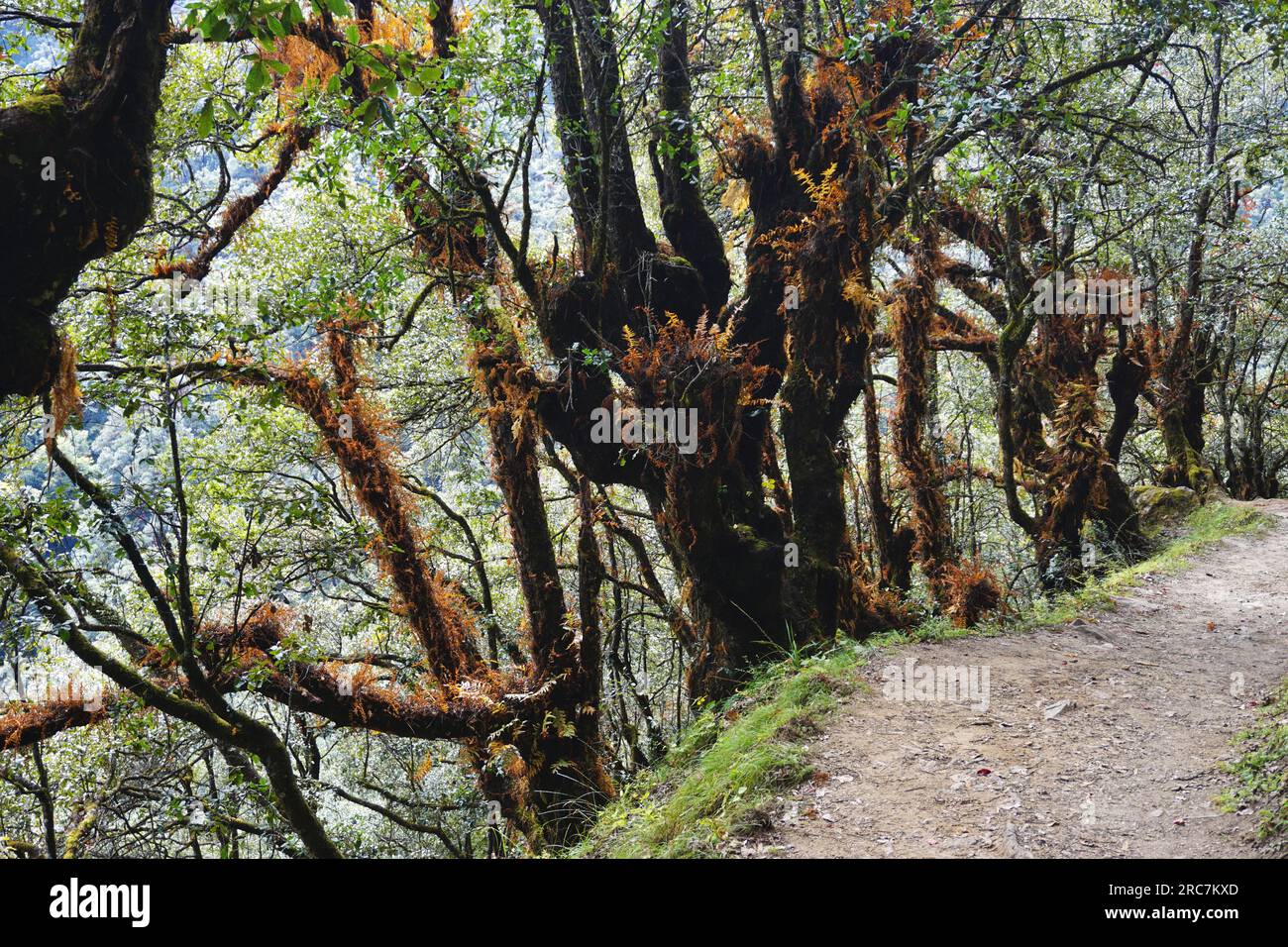 Colorful brown ferns and moss growing on gnarly ancient trees along a ...