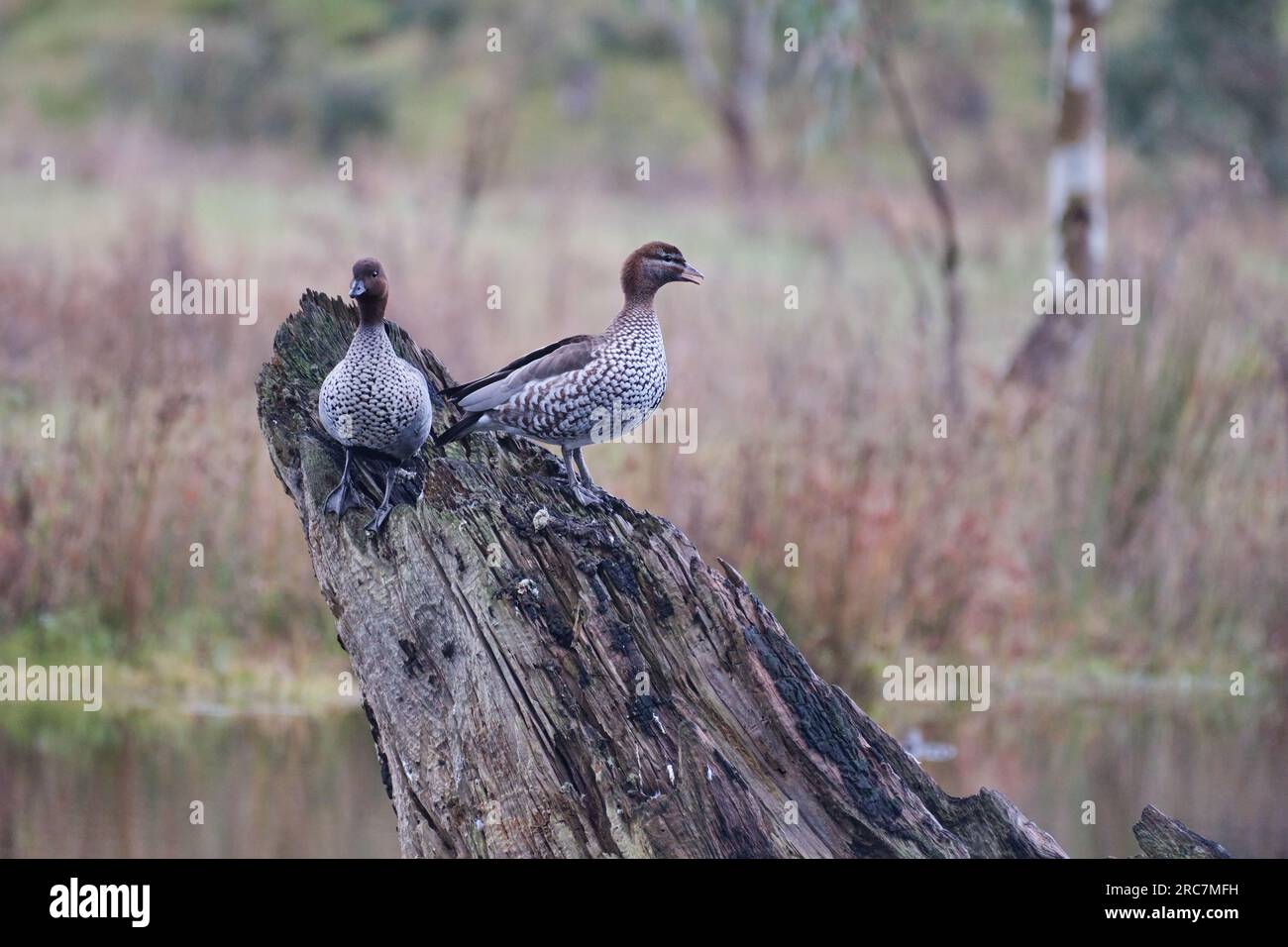 Mr and mrs duck hi-res stock photography and images - Alamy
