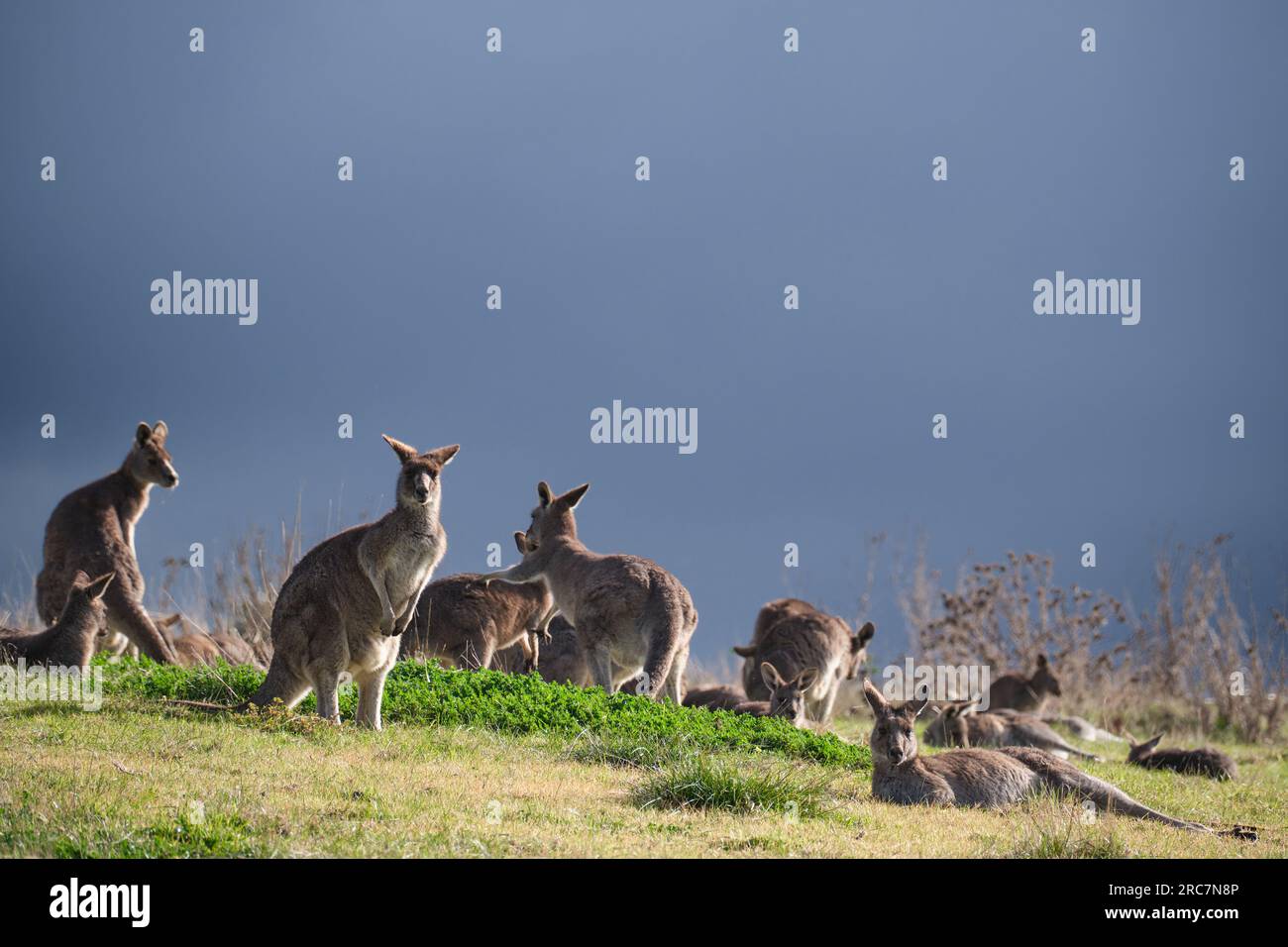 The Mob On The Hill Stock Photo - Alamy