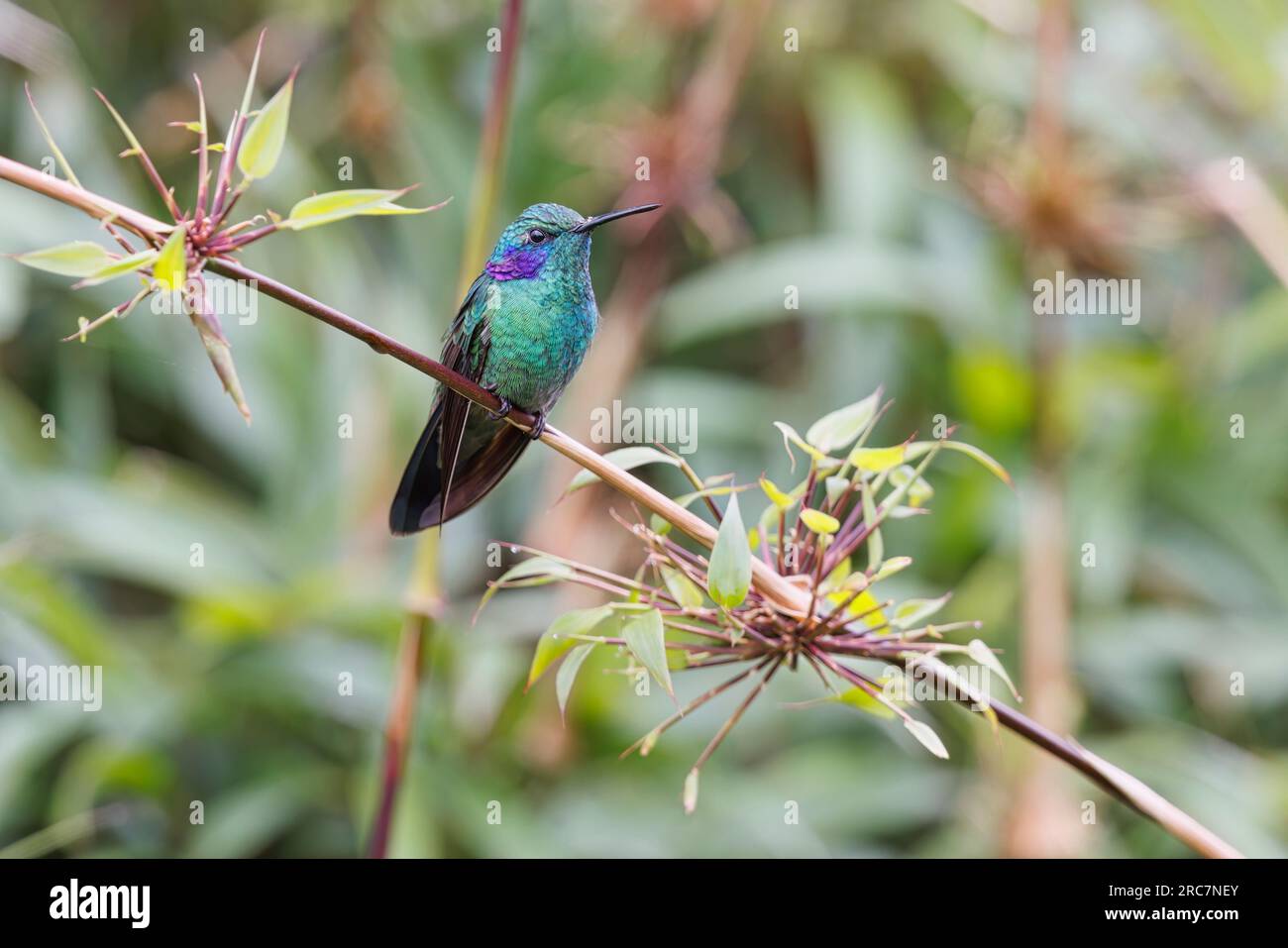 Lesser Violetear, Mirador de aves El Roble, Caldas, Colombia, November ...
