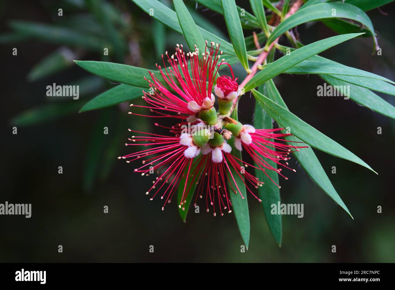Close up australian bottlebrush hi-res stock photography and images - Alamy