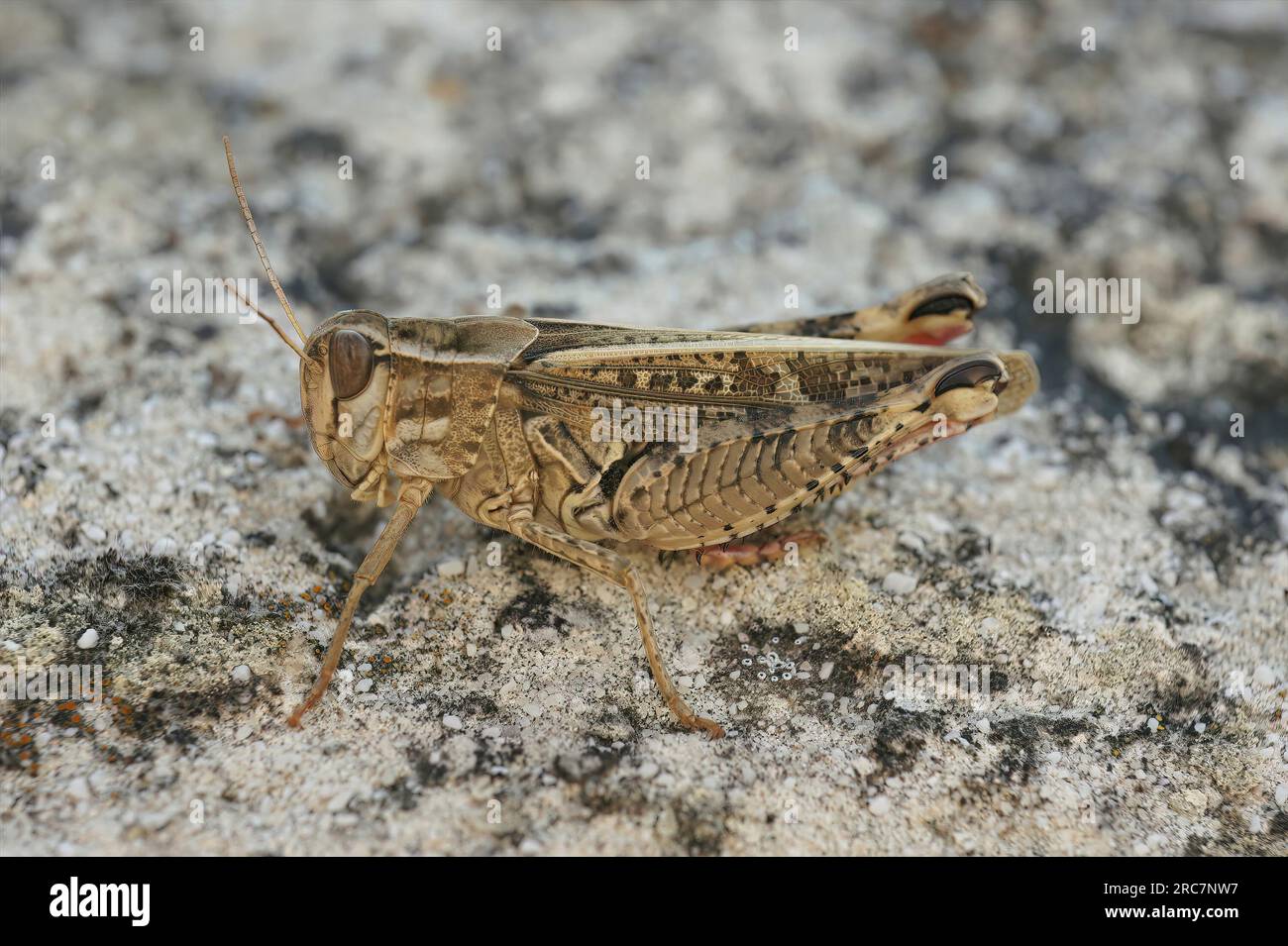 Detailed closeup on an isolated colorful Mediterranean Calliptamus ...