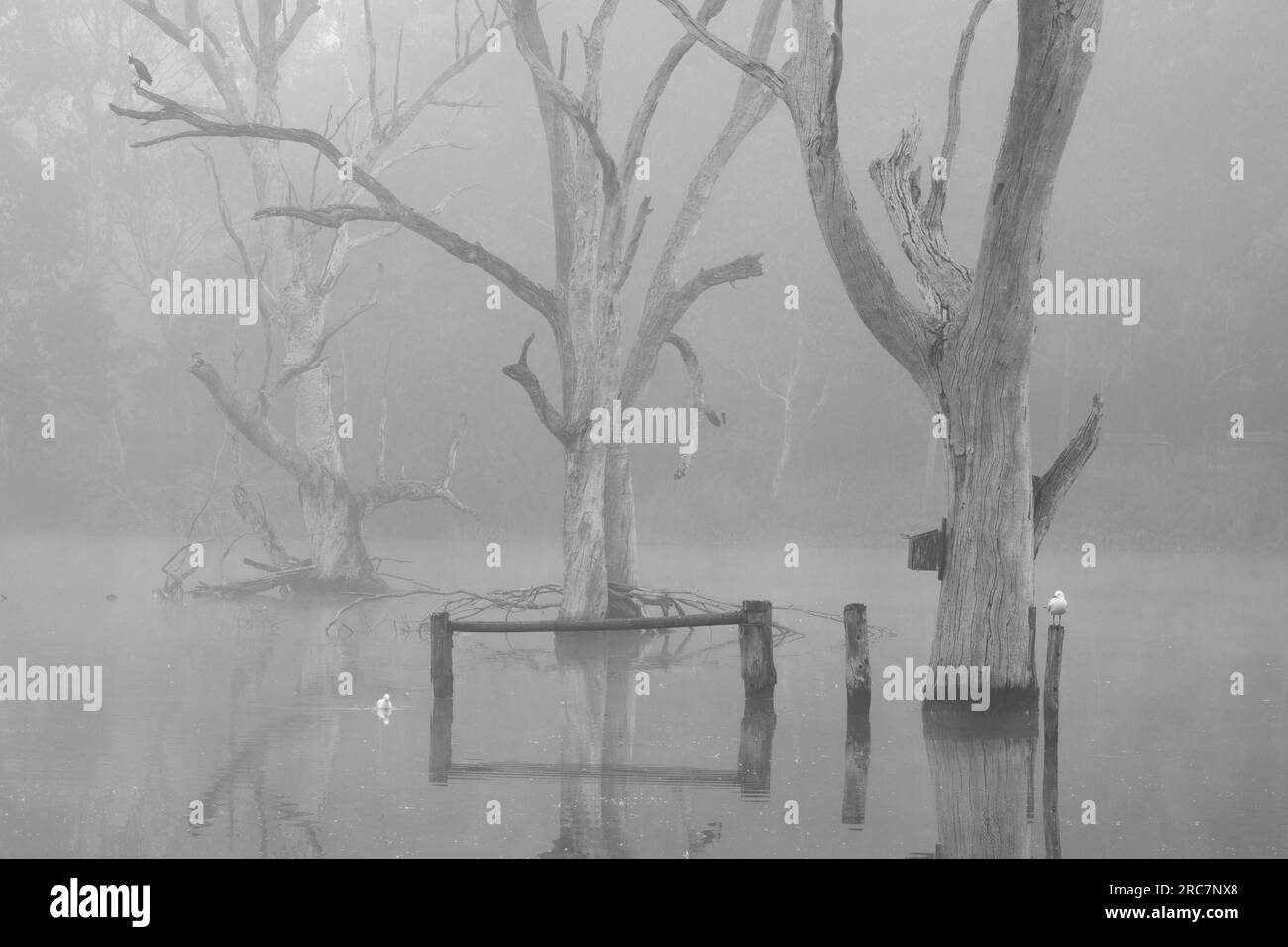 Amidst The Mist BW Stock Photo - Alamy