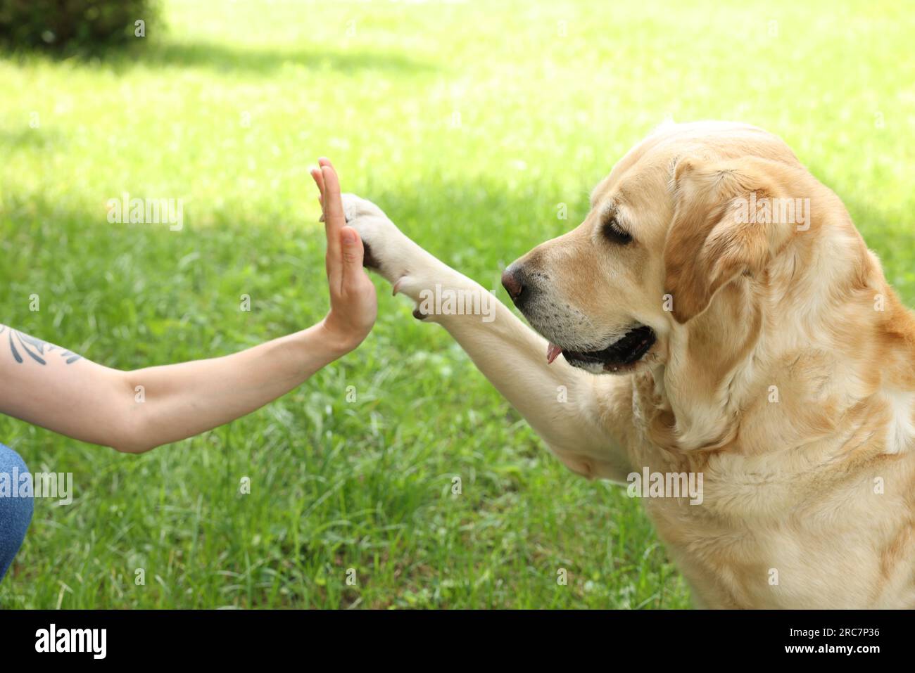 Cute Labrador Retriever dog giving high five to woman outdoors Stock ...