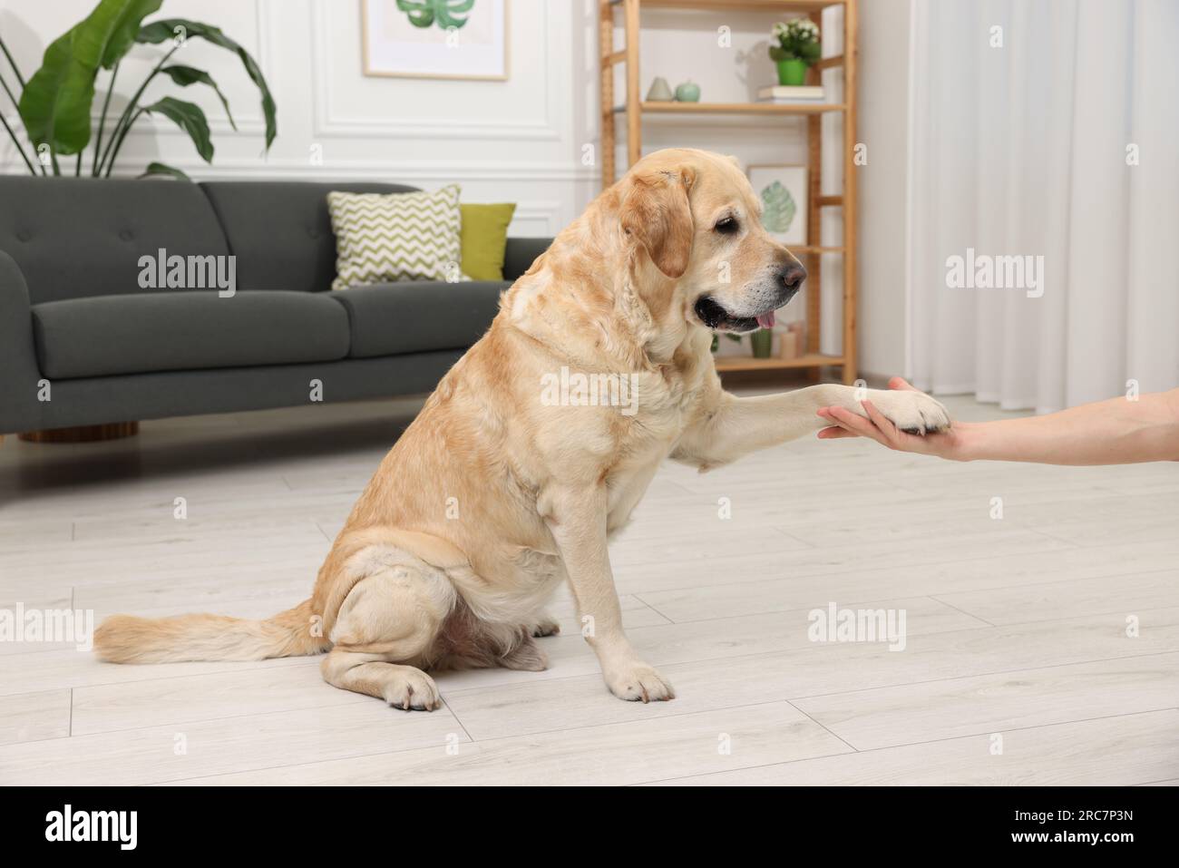 Cute Labrador Retriever dog giving paw to man at home Stock Photo - Alamy
