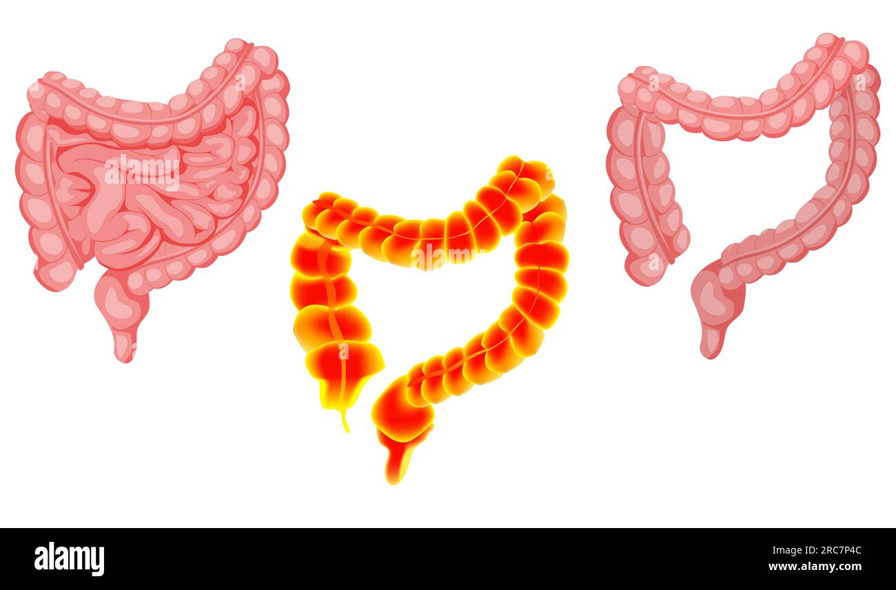 Illustrations of intestines and large bowel isolated on white Stock ...