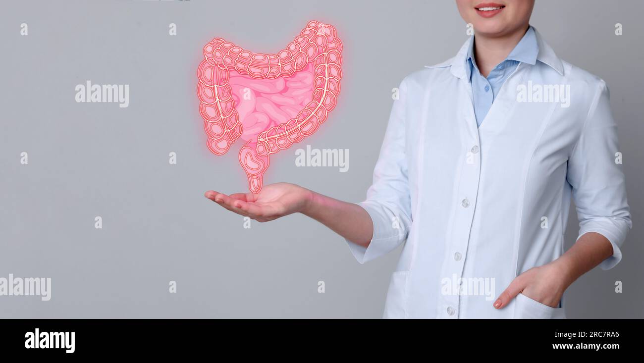 Gastroenterologist holding illustration of intestines on grey ...