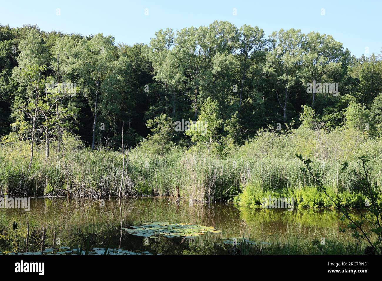 Kleiner See in einem Naturschutzgebiet bei Gottmadingen in Baden ...