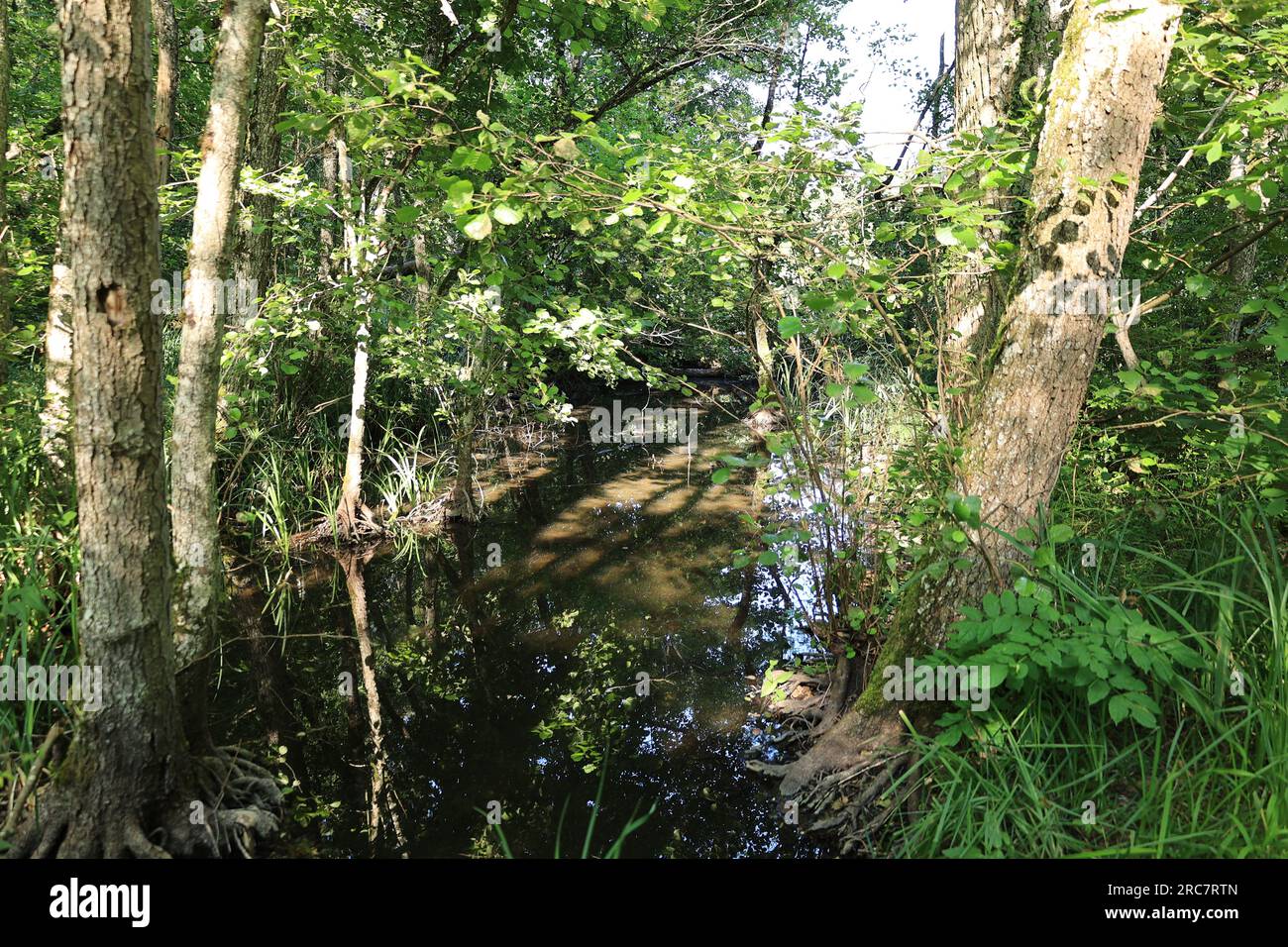 Kleiner See in einem Naturschutzgebiet bei Gottmadingen in Baden ...