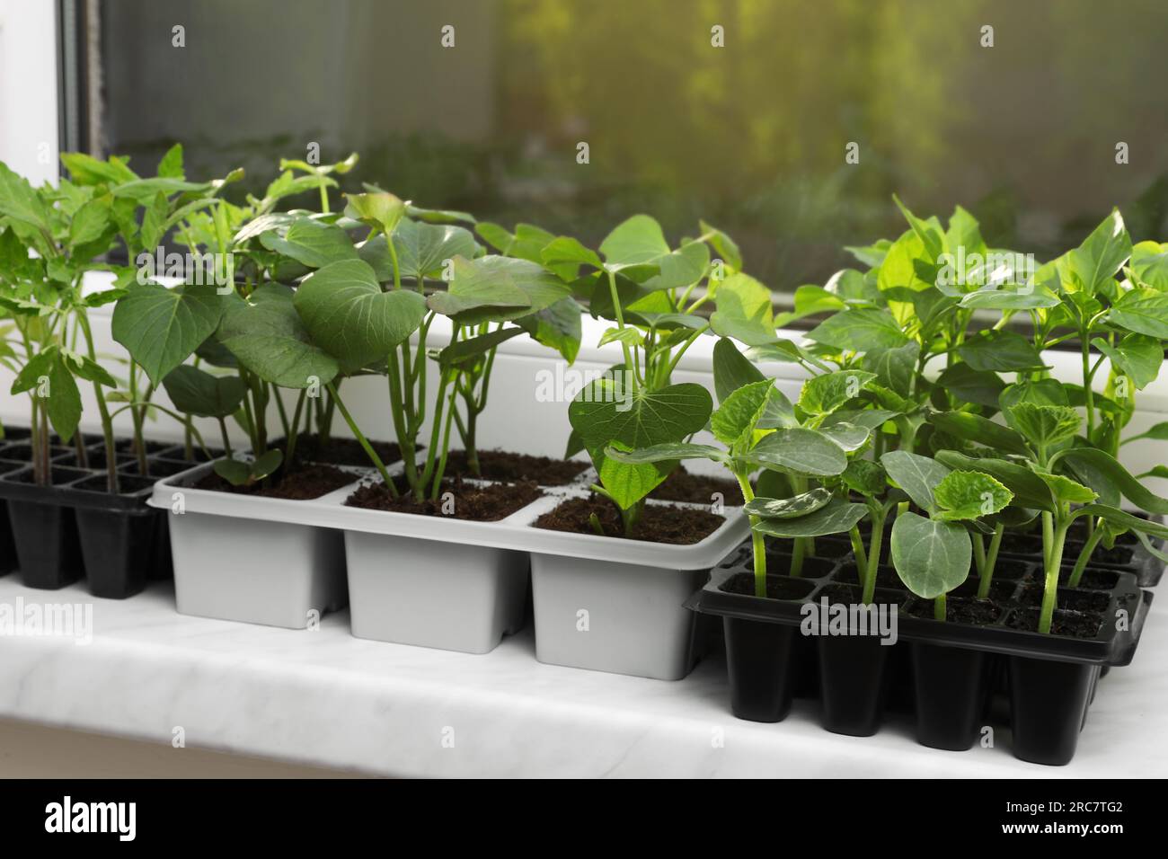 Seedlings growing in plastic containers with soil on windowsill ...