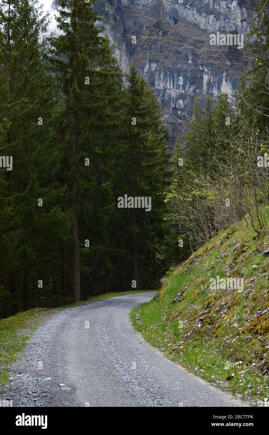 Beautiful view of pathway and green tall trees in mountains Stock Photo ...