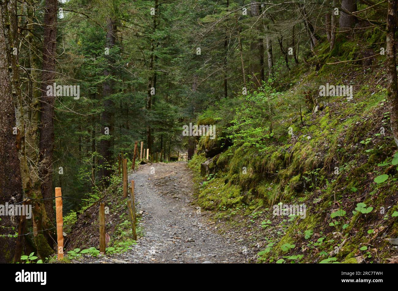 Beautiful view of pathway among green tall trees in forest Stock Photo ...