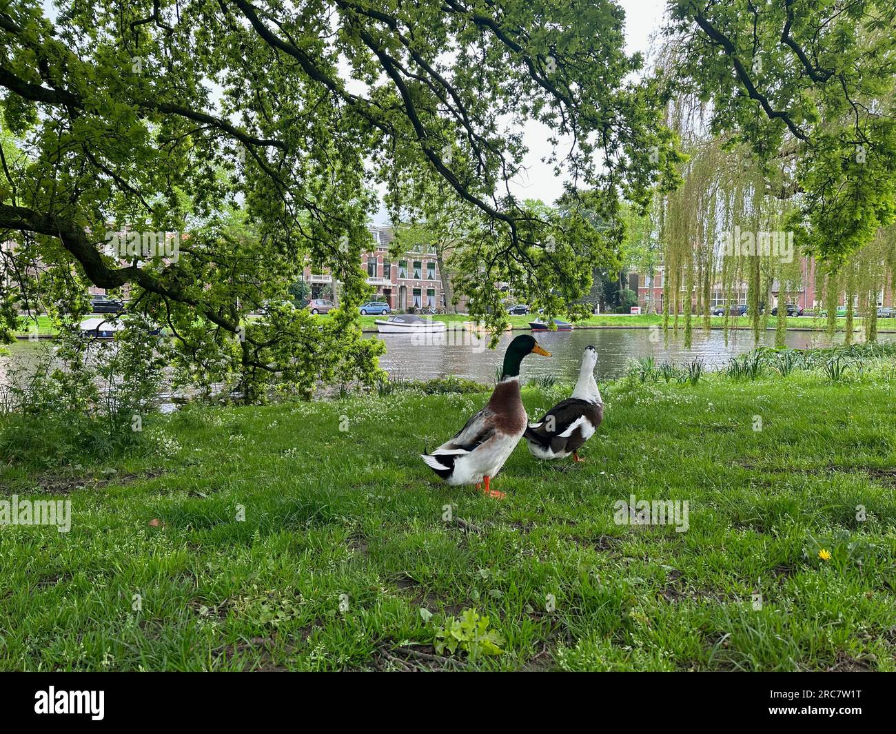 Two beautiful ducks walking near city canal Stock Photo - Alamy