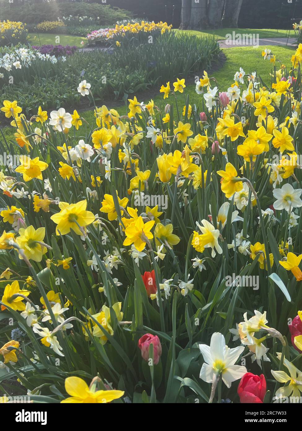 Beautiful colorful daffodil and tulip flowers growing in park Stock ...