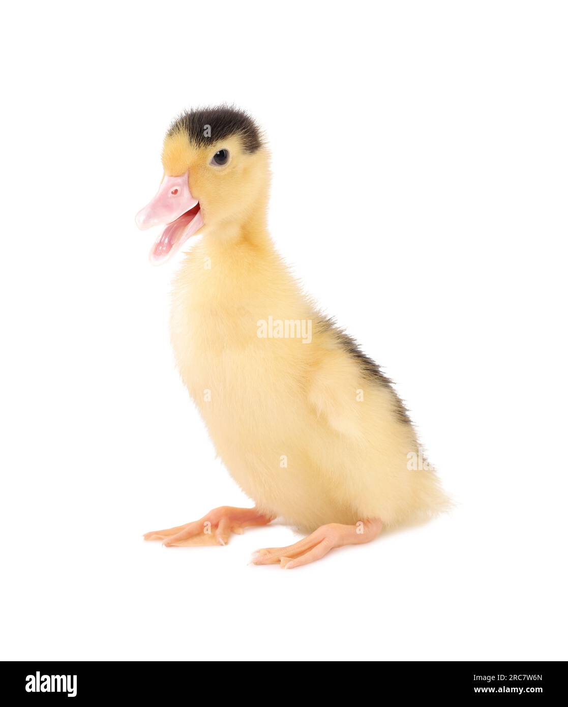 Baby animal. Cute fluffy duckling on white background Stock Photo - Alamy