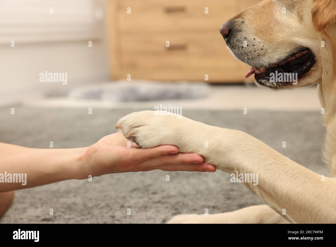 Dog giving paw to man at home, closeup Stock Photo - Alamy