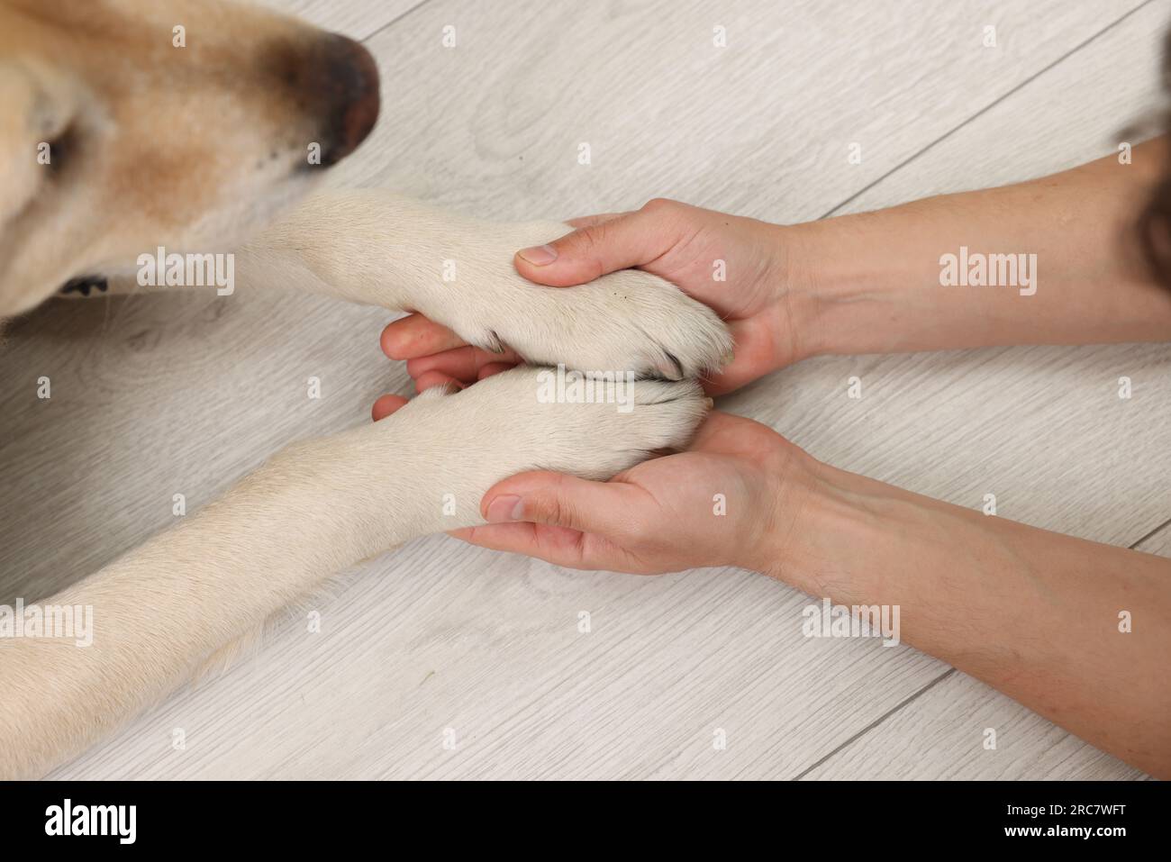 Dog giving paws to man at home, closeup Stock Photo - Alamy
