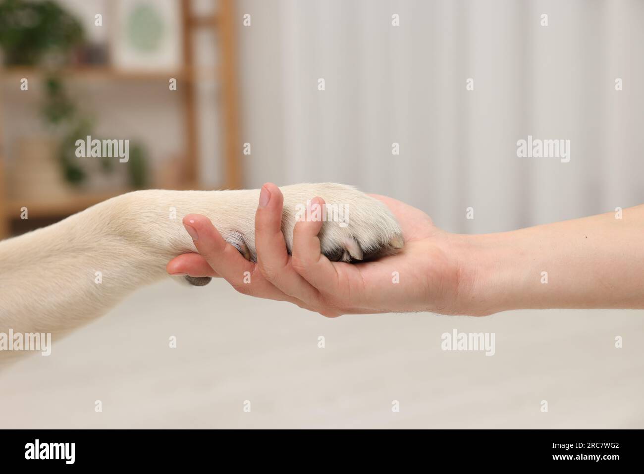 Man dog care paw hi-res stock photography and images - Alamy