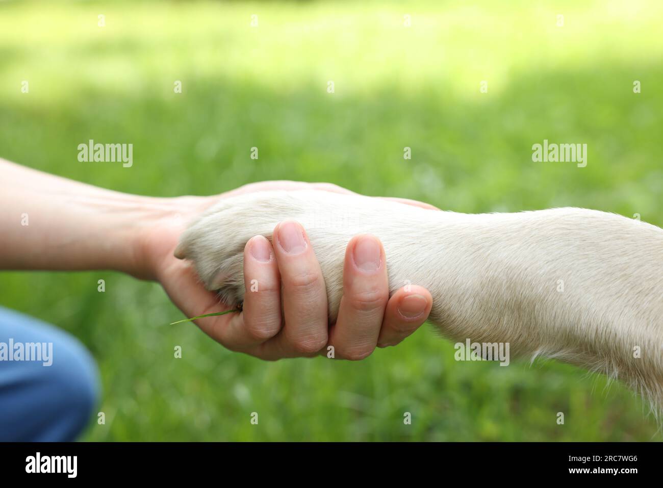 Dog woman owner hand shake hi-res stock photography and images - Alamy