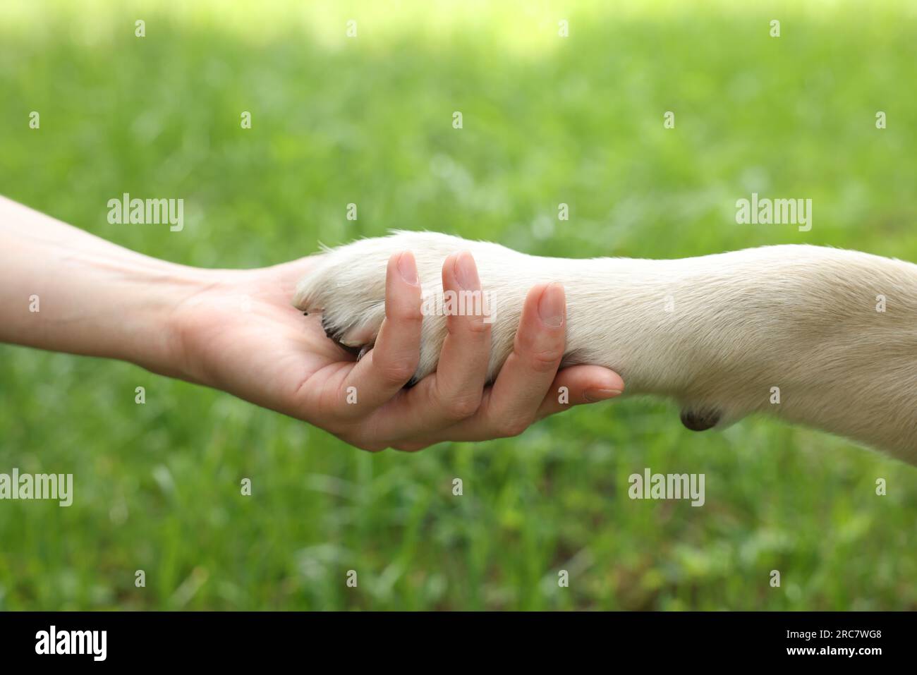 Dog woman owner hand shake hi-res stock photography and images - Alamy