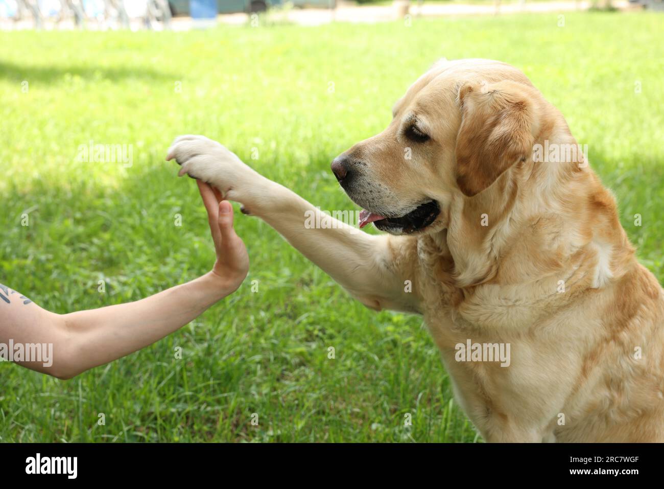 Cute Labrador Retriever dog giving high five to woman outdoors Stock ...